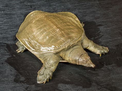World Record Softshell Turtle