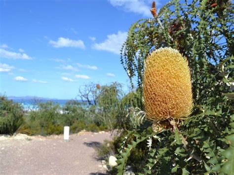 Designing Native Coastal Style Gardens An Expert Guide