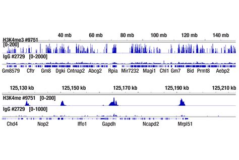 Normal Rabbit Igg Cell Signaling Technology