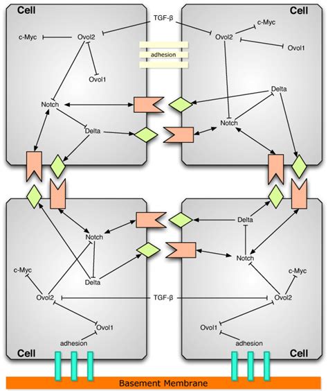 Diagram Of Cell Cell And Cell Environment Interactions Coupled With An
