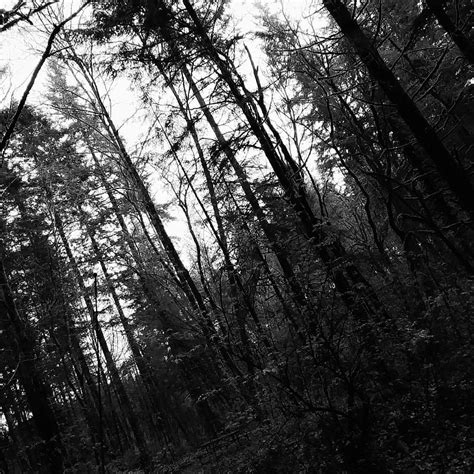 Dark Evil Forest