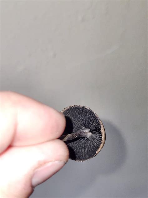 Need Id Please Rshroomid Need Id Please Rshroomid