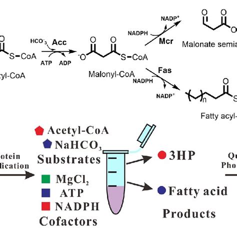 3 Hydroxypropionate 3hp Biosynthesis Pathway From Glucose Through Download Scientific Diagram
