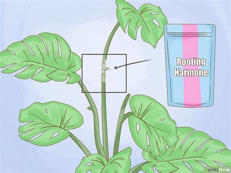 How To Propagate A Swiss Cheese Plant 4 Simple Methods