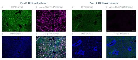 Imaging With Anti Gfp Antibodies Stratech