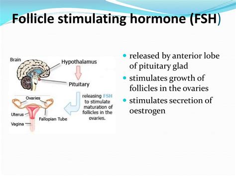 Intermittent Fasting And Your Menstrual Cycle Benefits For Womens Health