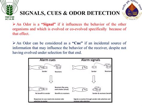 Insect Antennal Morphology The Evolution Of Diverse Solutions To