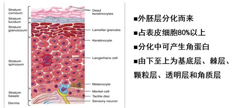 皮肤病与性病学 1 总论 知乎