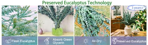 Preserved Dried Eucalyptus Stems 17 Pure Natural Eucalyptus Plant Live Fresh Real Eucalyptus