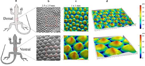 Imaging The Surface Topography Of Lizard Skin A Illustration Of The Download Scientific