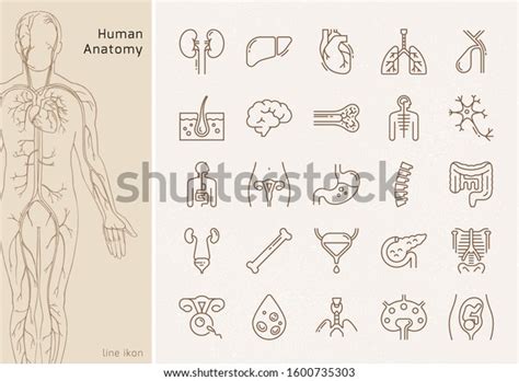 Large Set Linear Vector Icons Human Stock Vector Royalty Free Shutterstock