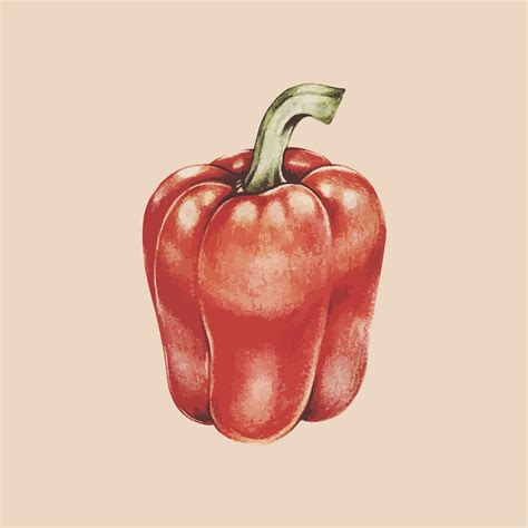 Illustration Drawing Style Of Pear Royalty Free Stock Illustration