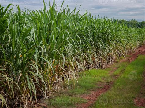 Sugarcane Plantationsthe Agriculture Tropical Plant In Thailand Trees