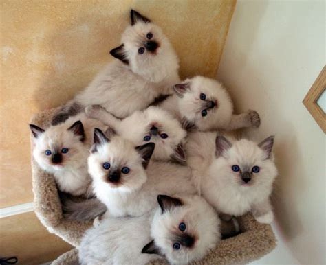 Show Ragdoll Breeders Ontario Cat Breeders Ontario Ragdolls