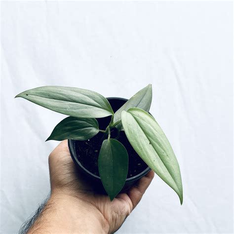 Scindapsus Hederaceus Urban Roots