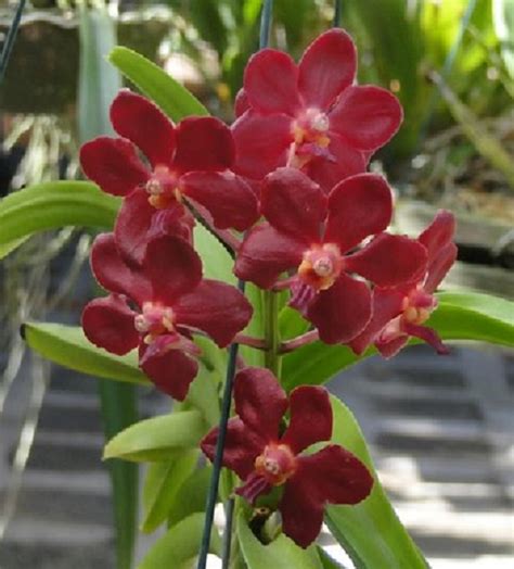Storczyk Vanda Sweet Pea Ruby Hcc Aos Fs Orchidgarden