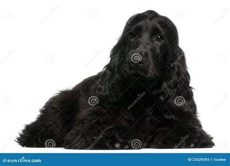 English Cocker Spaniel Royalty Free Stock Image 13579300