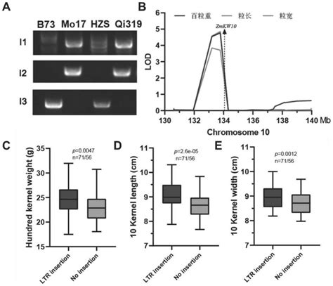 一种与玉米籽粒大小和粒重相关的分子标记及其应用