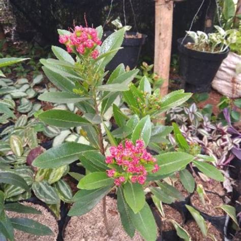 Jual Tanaman Hias Santos Xemon Bunga Merah Tinggi 50 Cm Pohon Santos Semon Bunga Merah Shopee