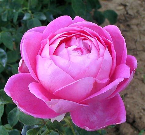 Dirks Rose Guide Paul Neyron