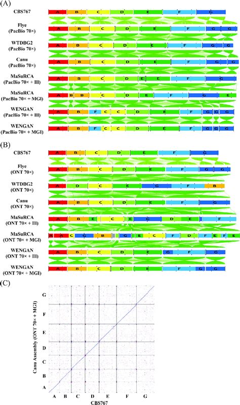 Chromosomal Structures Of Assembly Results The Results Of Each