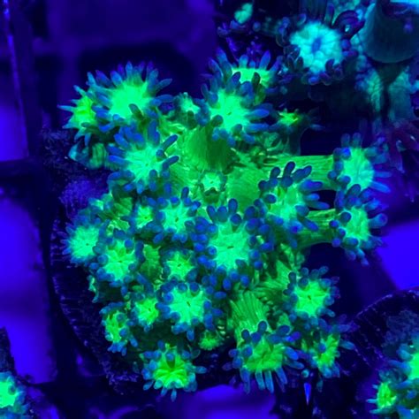 New York Sunkisturanium Bounces Glitter Bomb Goni Zoa Frags