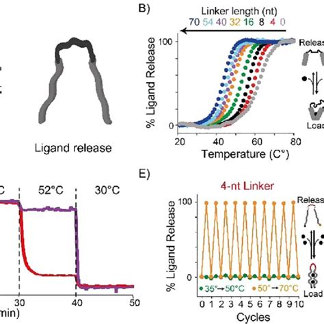 Thermo Programmed Atp Binding Aptamer A We Re Engineered The