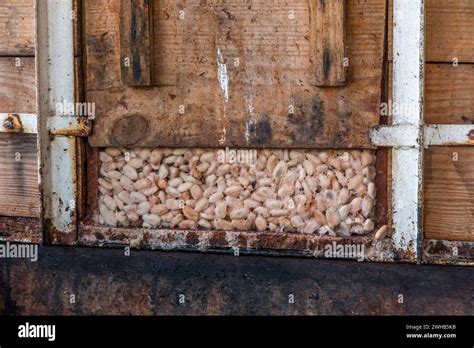 Cacao Beans Undergoing Fermentation On A Cacao Plantation In The