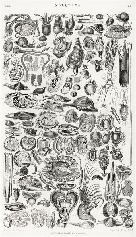 Mollusca Digitally Enhanced Our Own Free Photo Illustration Rawpixel