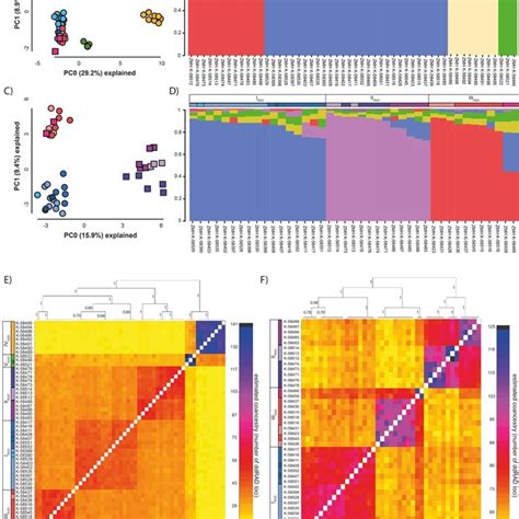Pca Structure And Coancestry Analyses A C Pca Plots B D