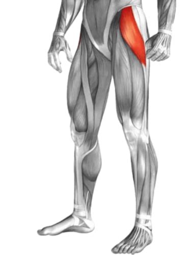Lower Appendicular Muscles Flashcards Quizlet