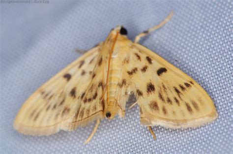 条纹野螟属 Tabidia Sp