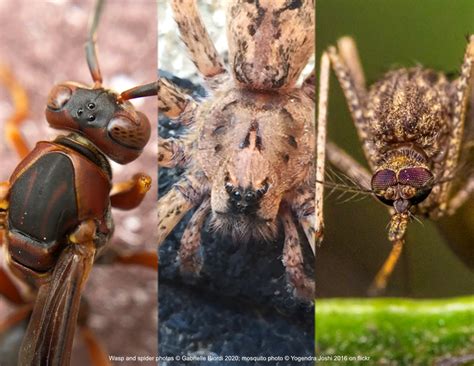 Why Do Bugs Even Exist