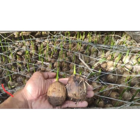 Jual Bibii Pinang Betara Shopee Indonesia