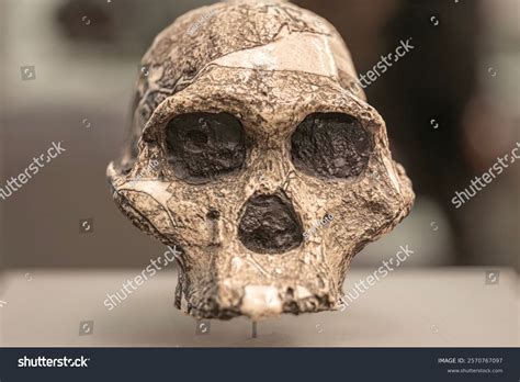 Australopithecus Africanus Australopithecus Africanus Extinct Species