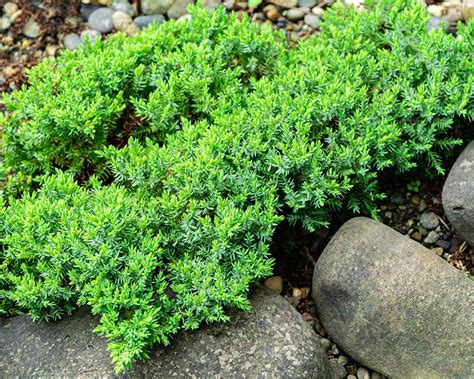 Japanese Garden Juniper Wagon Wheel Inc