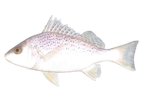 Grunter Fishing The Philippines