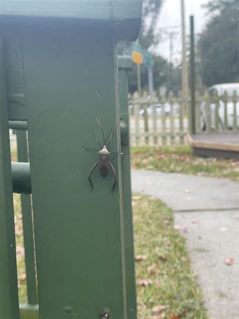 Shiny Bug Rwhatisthisbug