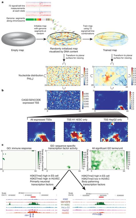 High Resolution Segmentation Of Encode Data By Self Organizing Maps
