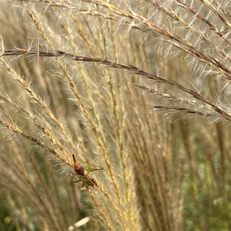 Close Up Of A Grasshopper On Chinese Silver Grass Miscanthus Sinesis