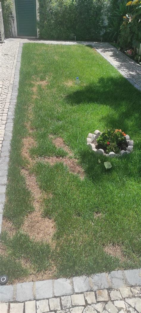 Relvado Com áreas Secas Fórum Da Casa