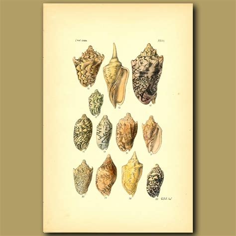 Volute Shells Genuine Antique Print For Sale