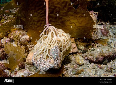 The Holdfast Is The Root System Anchoring Giant Kelp Macrocystis