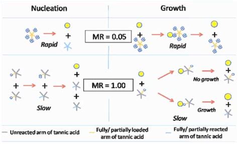 Schematic Representation Of Organizer Based Nucleation And Growth