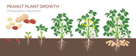 Peanuts 101 How Long Does It Take To Grow These Nutty Delights