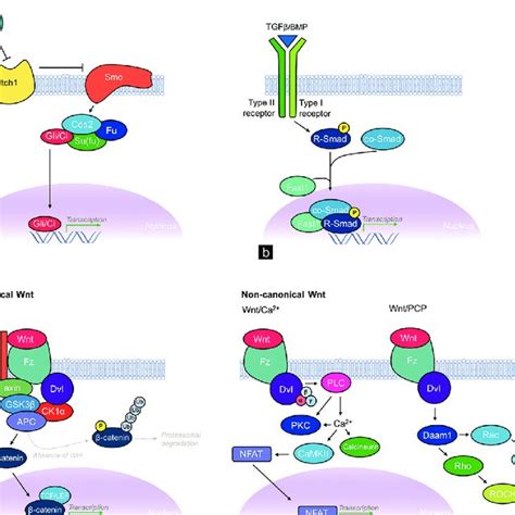 Schematic Illustration Of The Shh Tgf‑βbmp And Wnt Morphogenic