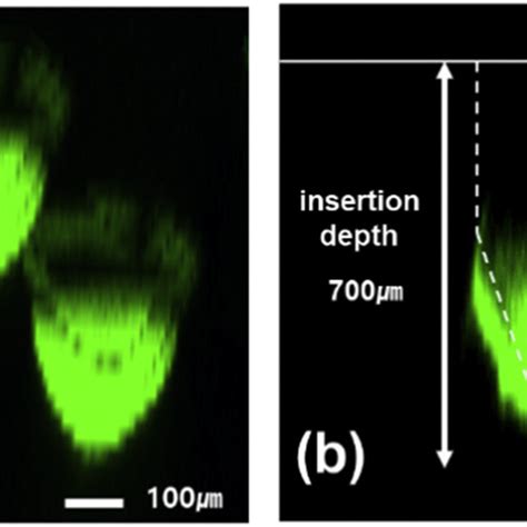 A 3 Dimensional Fluorescence Image Of Fitc Dextran Coated