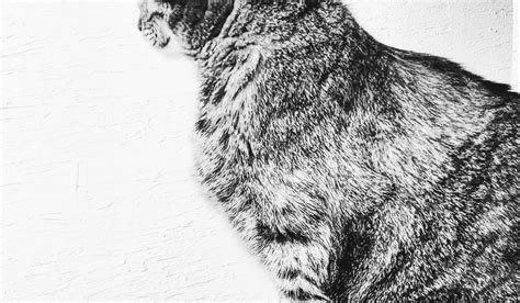 Ficciones Pablo Neruda Oda Al Gato