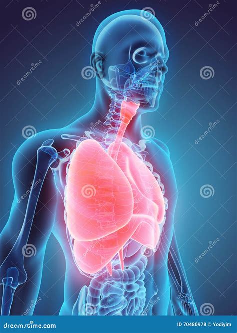 3d Illustration Of Respiratory System Stock Illustration