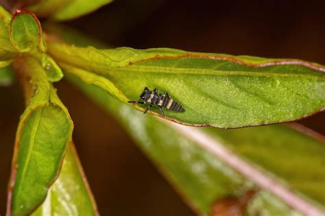 Lady Beetle Larvae Premium Photo
